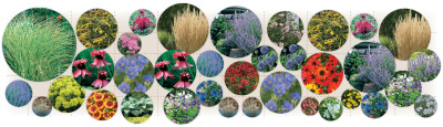 Deer Resistant Garden -- Bluestone Perennials