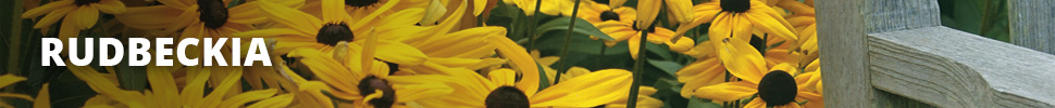 Rudbeckia for Sale, Perennial Rudbeckias, Plants