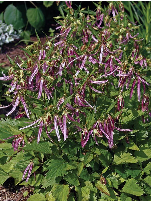 Pink Octopus Campanula – Rainyleaf