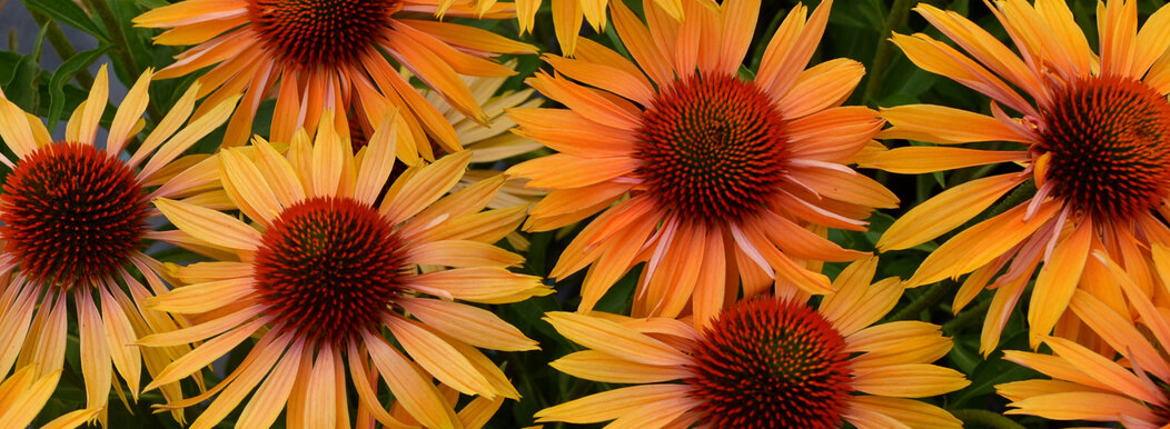 Bluestone: Amazing Plant Selection in Eco Friendly Plantable Pots ...