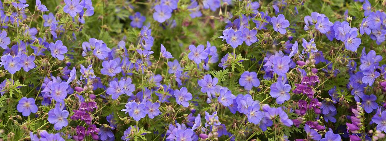 Bluestone: Amazing Plant Selection in Eco Friendly Plantable Pots ...