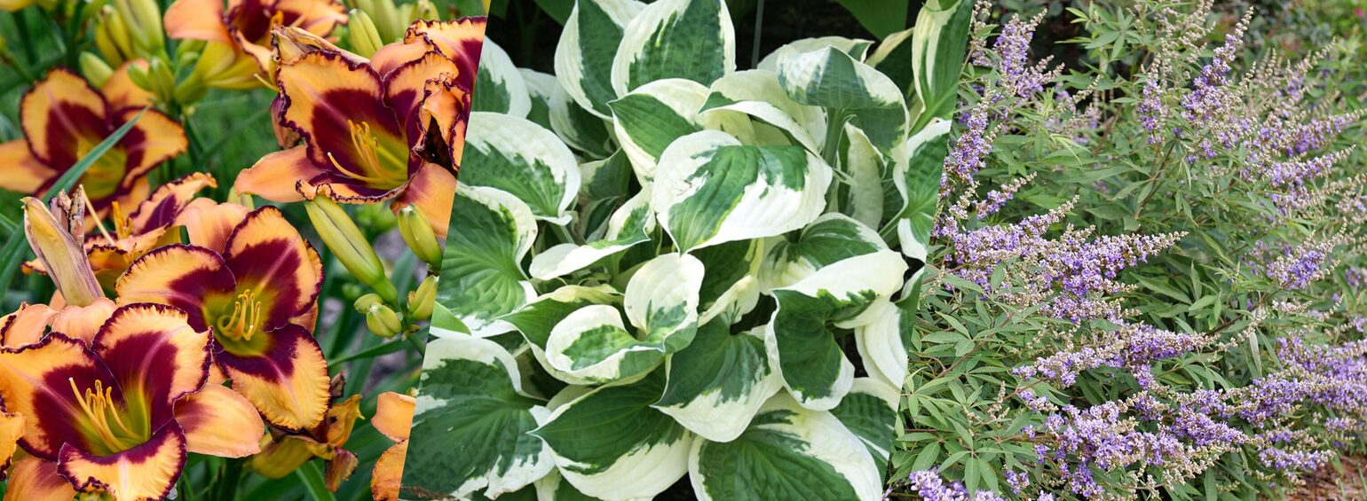 Bluestone: Amazing Plant Selection in Eco Friendly Plantable Pots ...