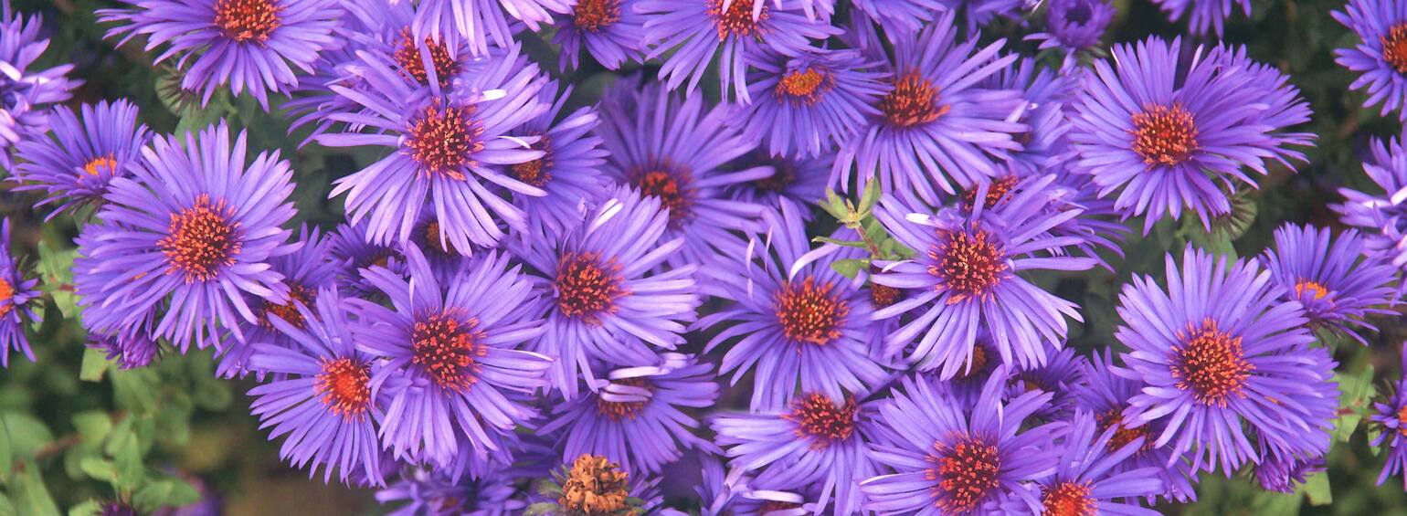 Bluestone: Amazing Plant Selection in Eco Friendly Plantable Pots ...