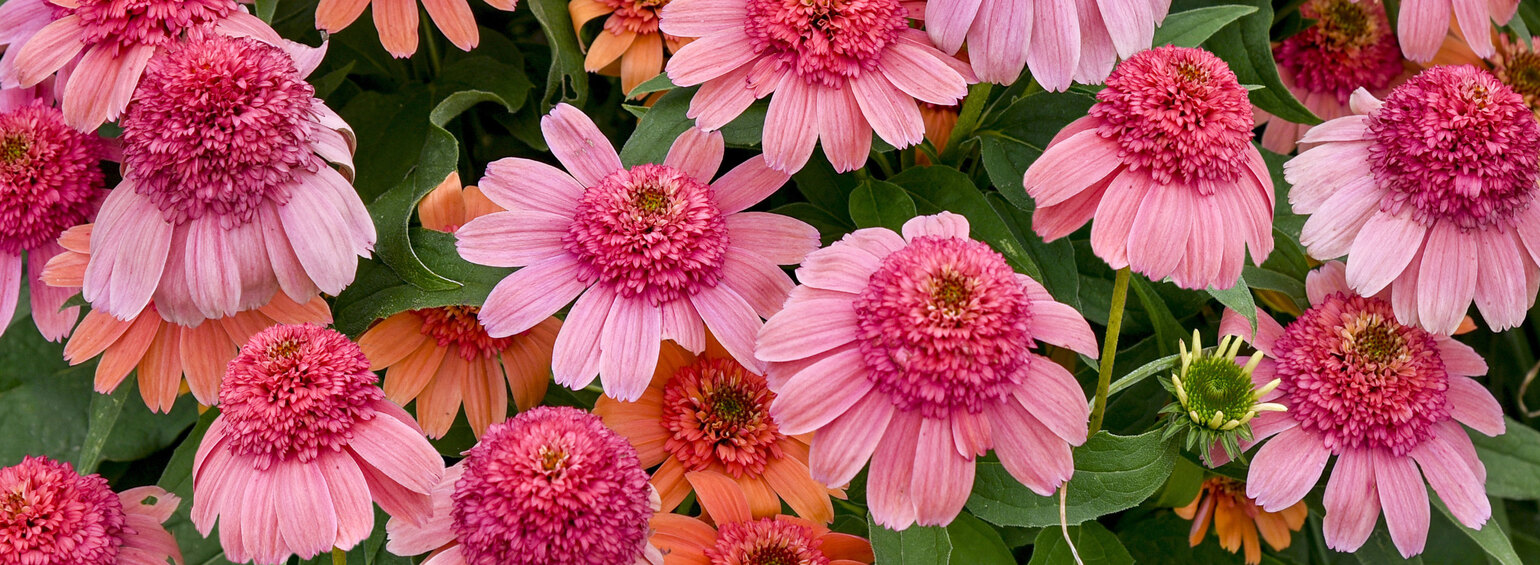 Bluestone: Amazing Plant Selection in Eco Friendly Plantable Pots ...