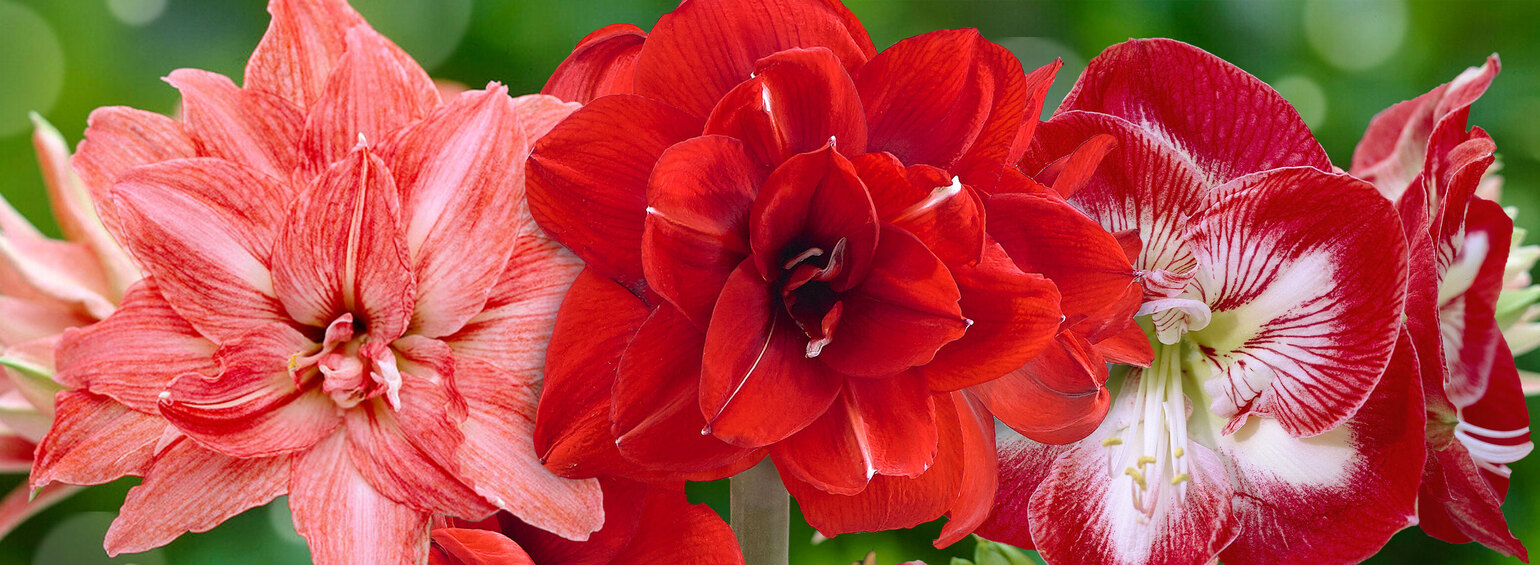Bluestone: Amazing Plant Selection in Eco Friendly Plantable Pots ...