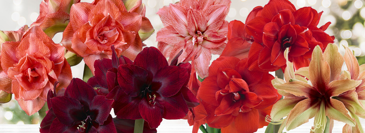 Bluestone: Amazing Plant Selection in Eco Friendly Plantable Pots ...