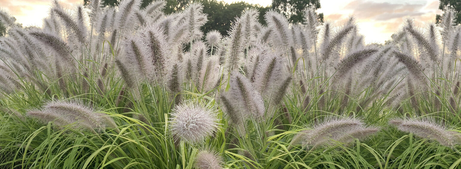 Bluestone: Amazing Plant Selection in Eco Friendly Plantable Pots ...