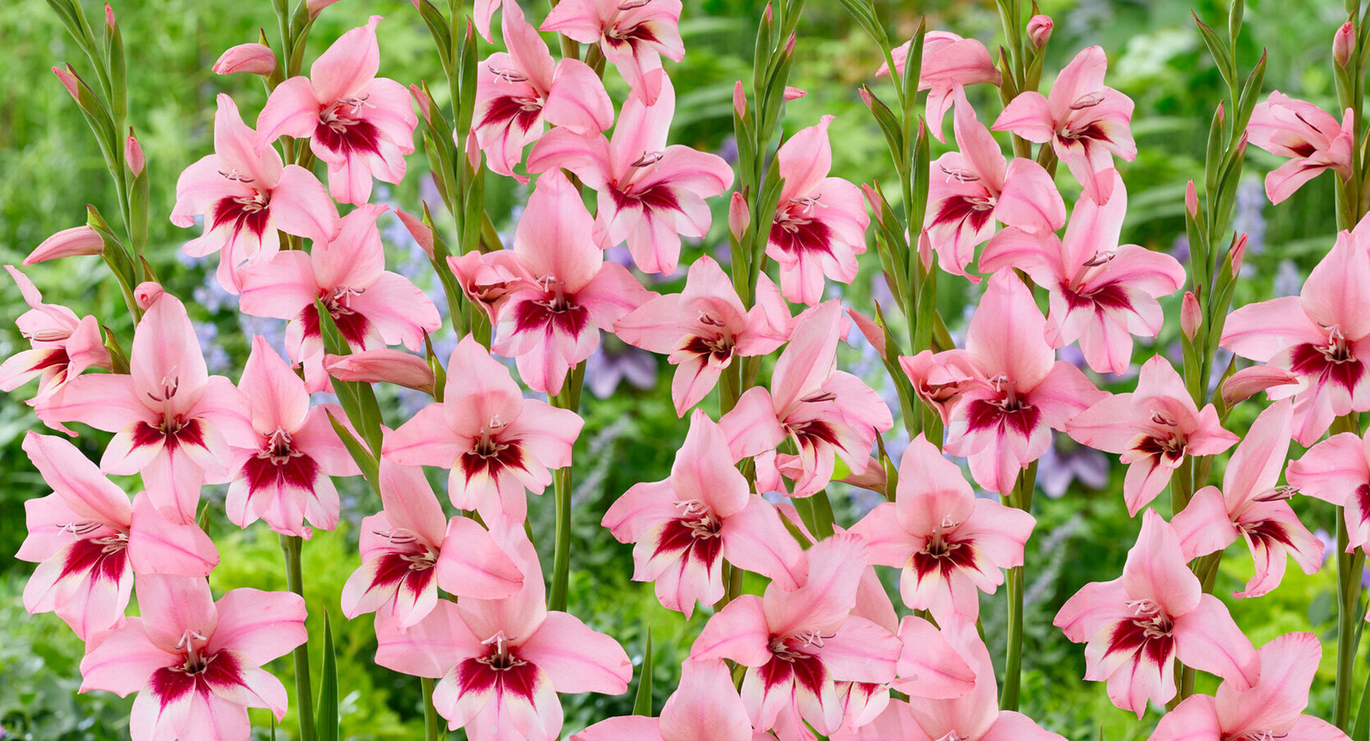 Bluestone: Amazing Plant Selection in Eco Friendly Plantable Pots ...