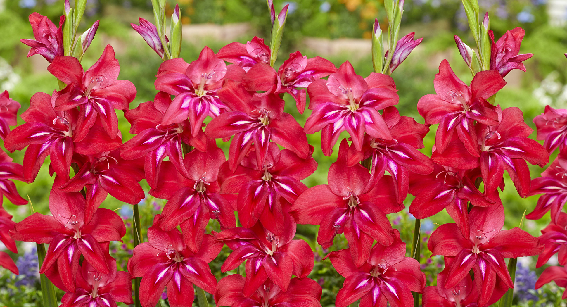Bluestone: Amazing Plant Selection in Eco Friendly Plantable Pots ...