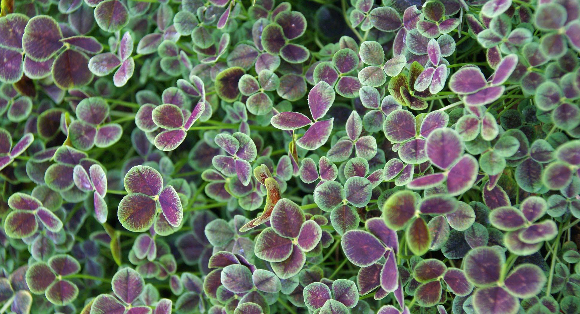 Bluestone: Amazing Plant Selection in Eco Friendly Plantable Pots ...