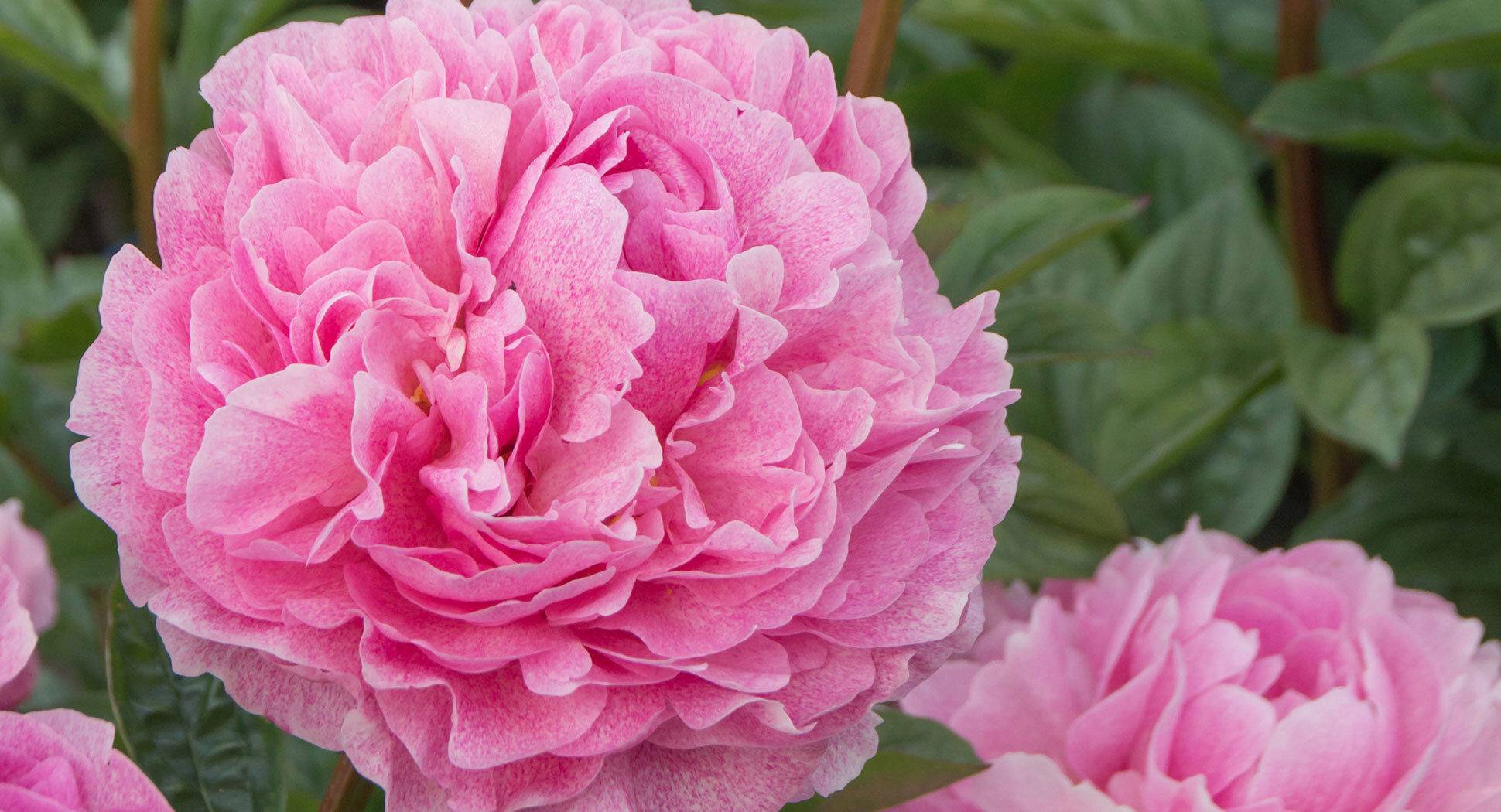 Bluestone: Amazing Plant Selection in Eco Friendly Plantable Pots ...