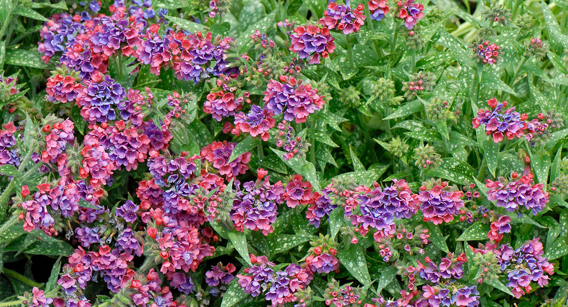 Bluestone: Amazing Plant Selection in Eco Friendly Plantable Pots ...