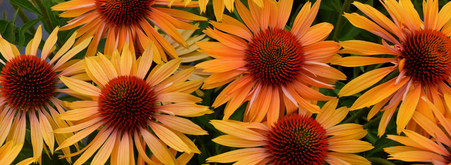 Bluestone: Amazing Plant Selection in Eco Friendly Plantable Pots ...