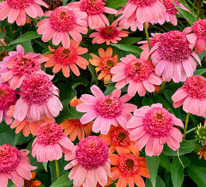 Bluestone: Amazing Plant Selection in Eco Friendly Plantable Pots ...