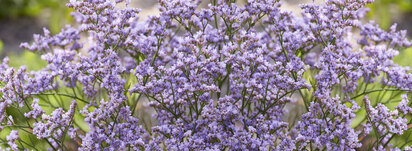 Bluestone: Amazing Plant Selection in Eco Friendly Plantable Pots ...