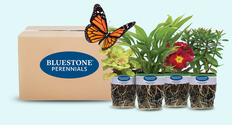 Bluestone: Amazing Plant Selection in Eco Friendly Plantable Pots ...