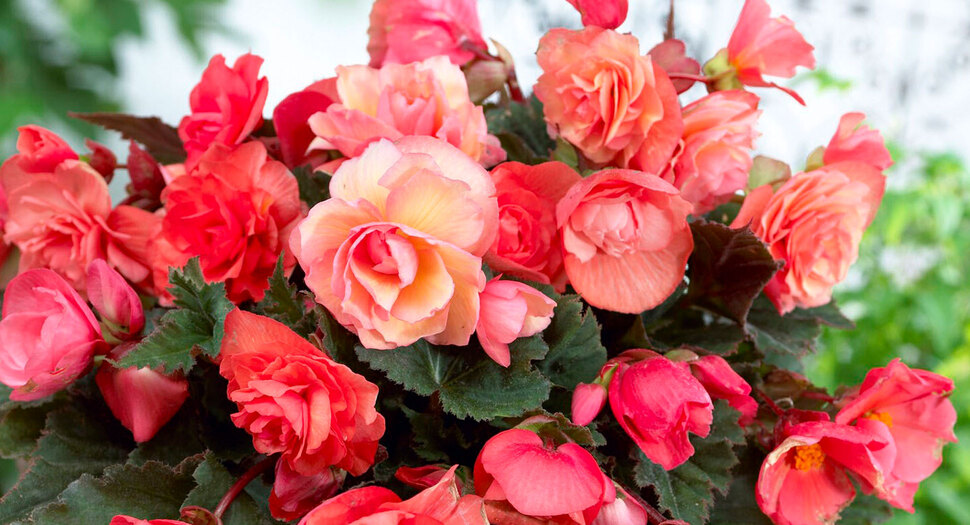 Bluestone: Amazing Plant Selection in Eco Friendly Plantable Pots ...
