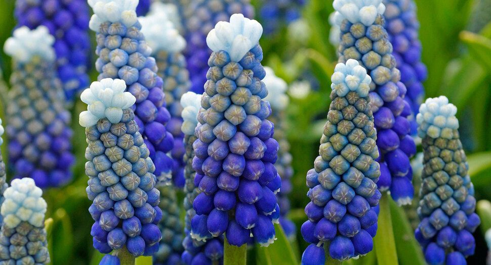 Bluestone: Amazing Plant Selection in Eco Friendly Plantable Pots ...