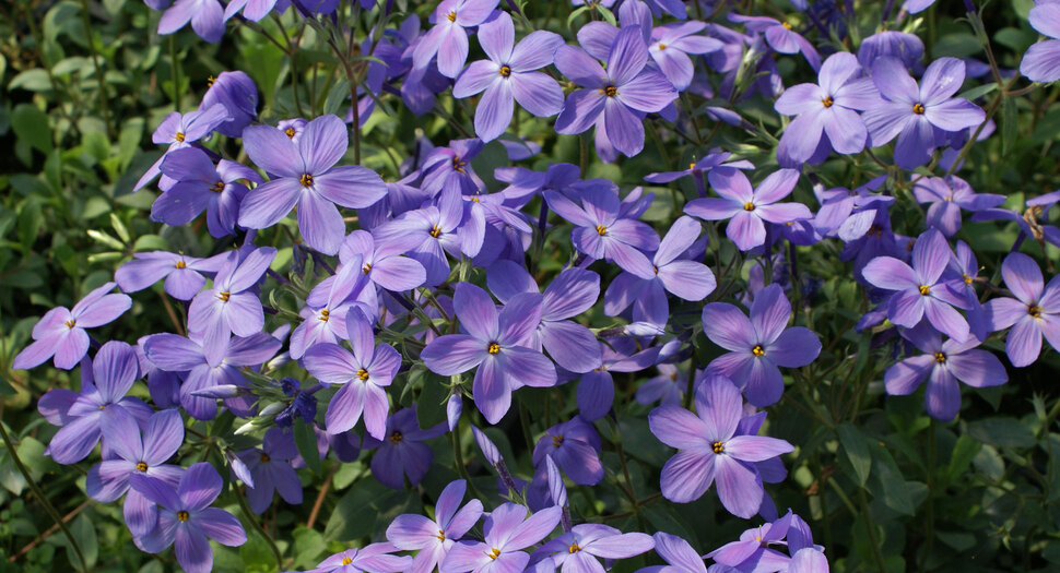 Bluestone: Amazing Plant Selection in Eco Friendly Plantable Pots ...