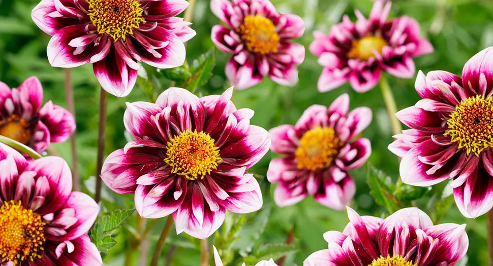Bluestone: Amazing Plant Selection in Eco Friendly Plantable Pots ...