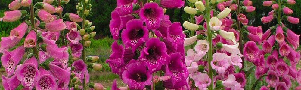 Digitalis | Bluestone Perennials