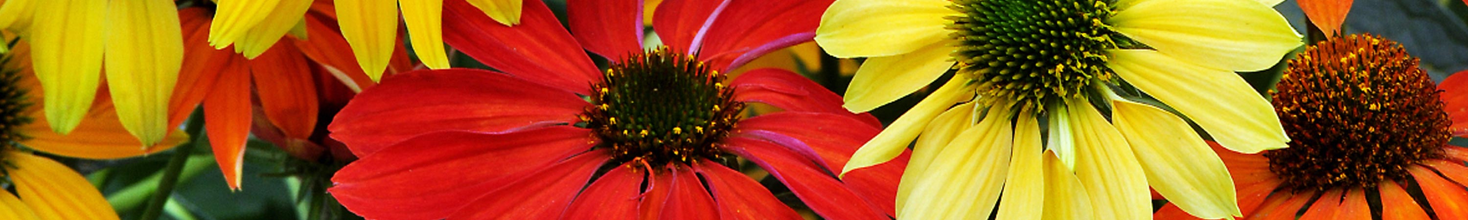 Echinacea | Bluestone Perennials