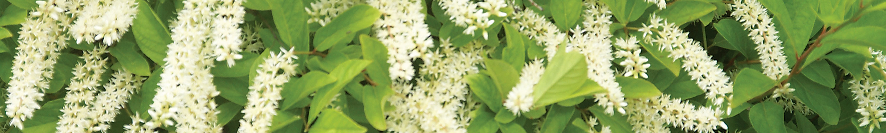 Itea | Bluestone Perennials