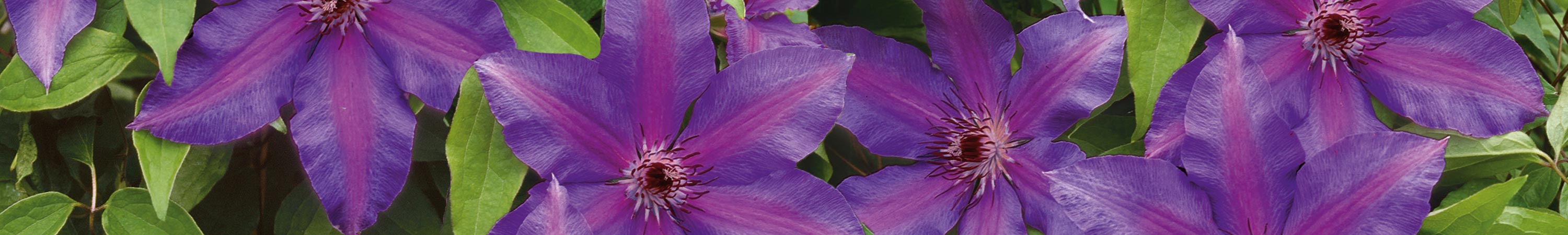 Purple Flowers | Bluestone Perennials