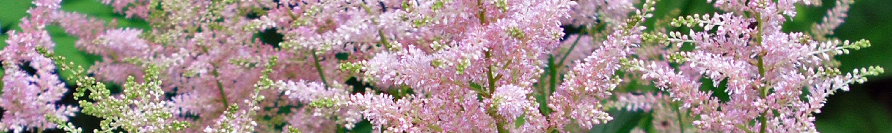 Shade Tolerant Plants | Bluestone Perennials