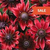 Chrysanthemum Ruby Mound | Bluestone Perennials