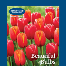 Perennial Plants for Your Garden | Bluestone Perennials