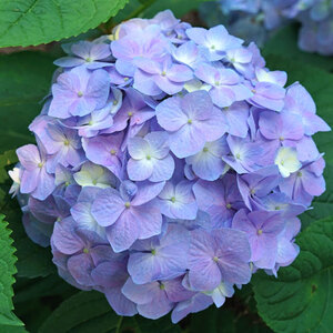 Flowering Shrubs | Bluestone Perennials