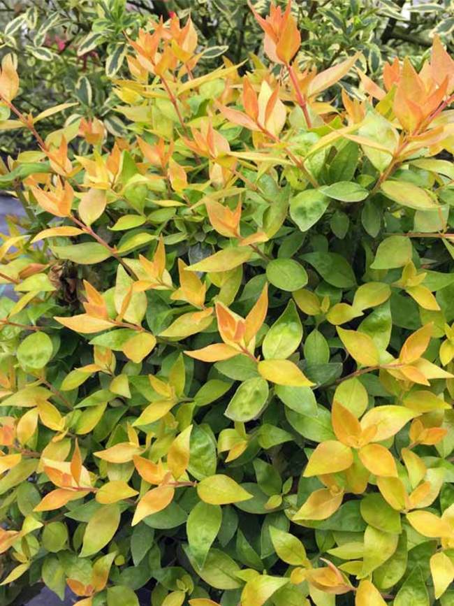 Abelia Funshine | Bluestone Perennials