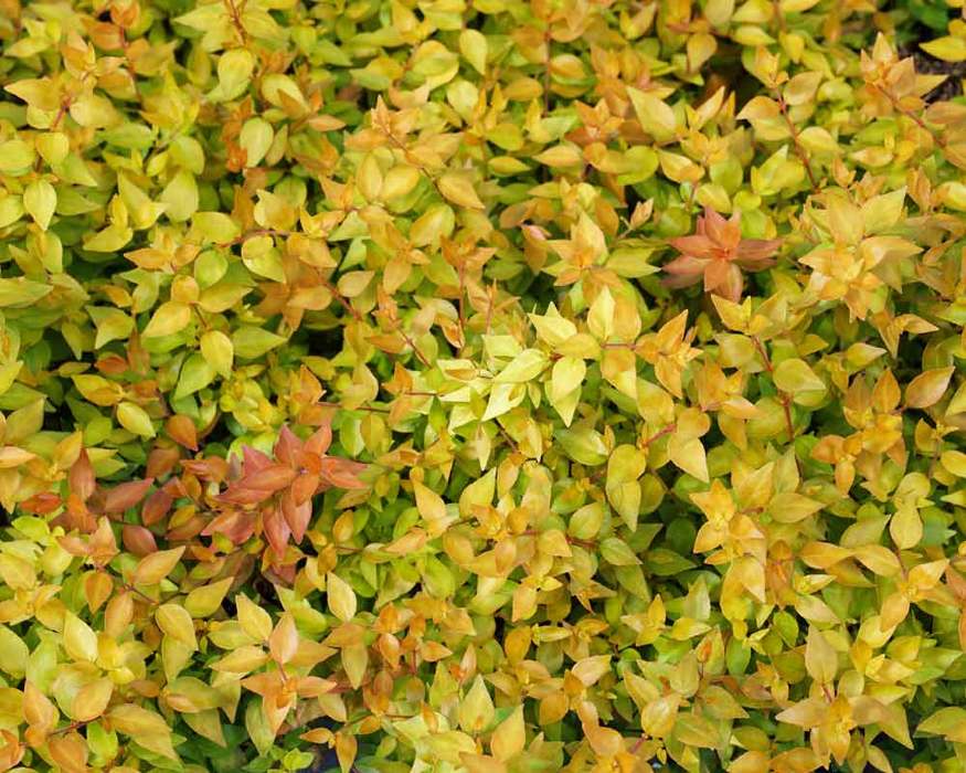 Abelia Funshine | Bluestone Perennials