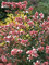 Abelia Ruby Anniversary -- Bluestone Perennials