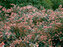Abelia Ruby Anniversary -- Bluestone Perennials