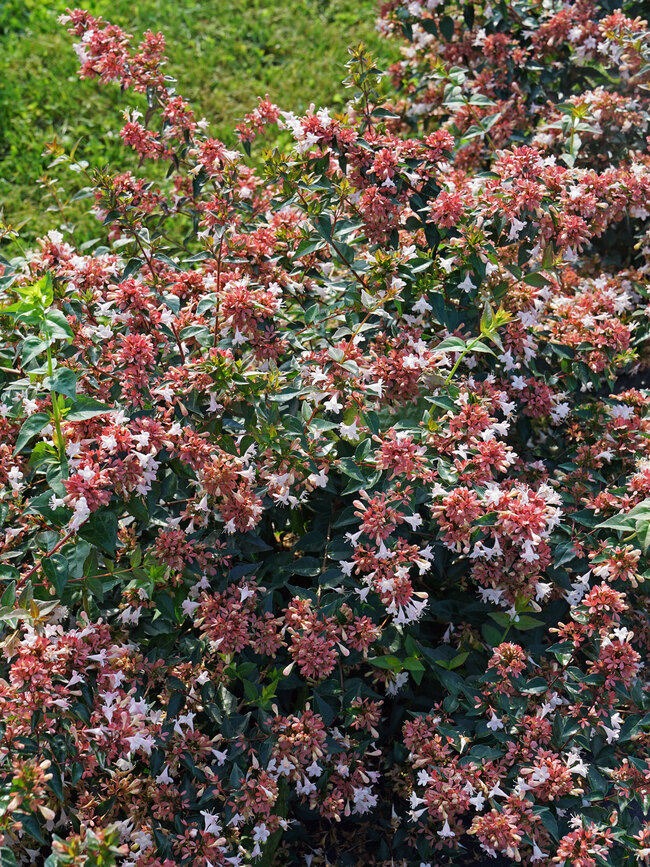Abelia Ruby Anniversary | Bluestone Perennials