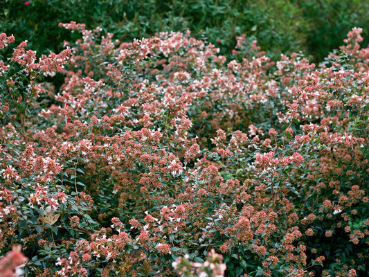 Abelia Ruby Anniversary | Bluestone Perennials