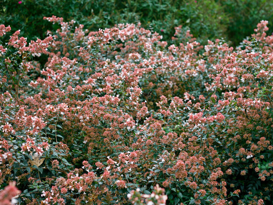 Abelia Ruby Anniversary | Bluestone Perennials