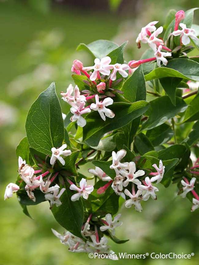 Abelia Sweet Emotion | Bluestone Perennials