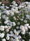 Achillea Angel's Breath -- Bluestone Perennials