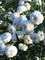 Achillea Angel's Breath -- Bluestone Perennials