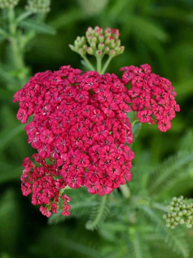 Achillea Angie | Bluestone Perennials