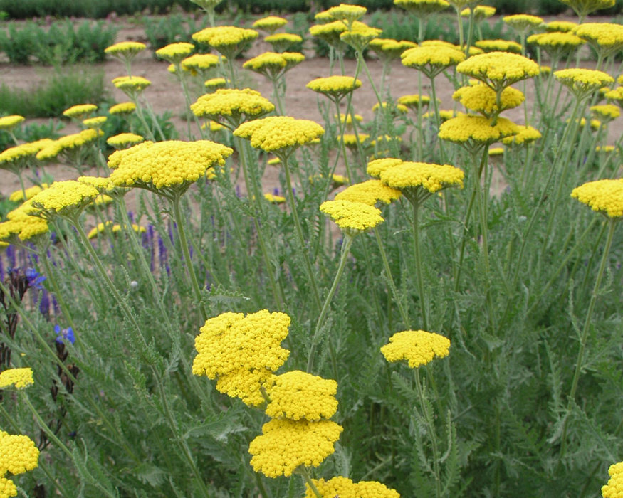 Achillea Coronation Gold | Bluestone Perennials