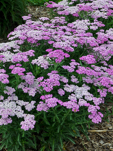 Achillea Firefly Amethyst | Bluestone Perennials