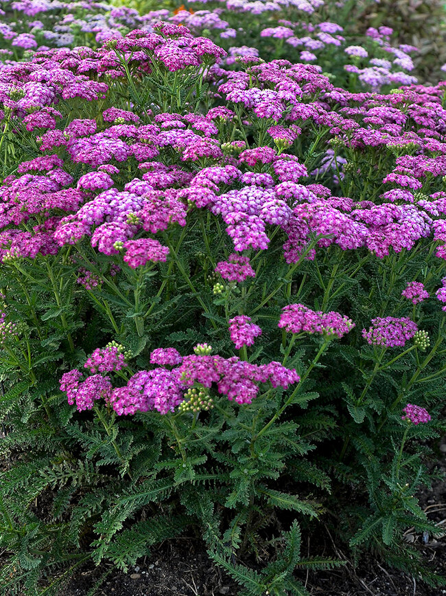 Achillea Firefly Fuchsia | Bluestone Perennials
