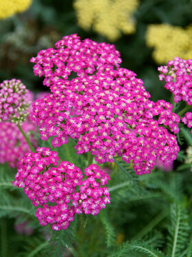 Veronica Bicolor Explosion -- Bluestone Perennials