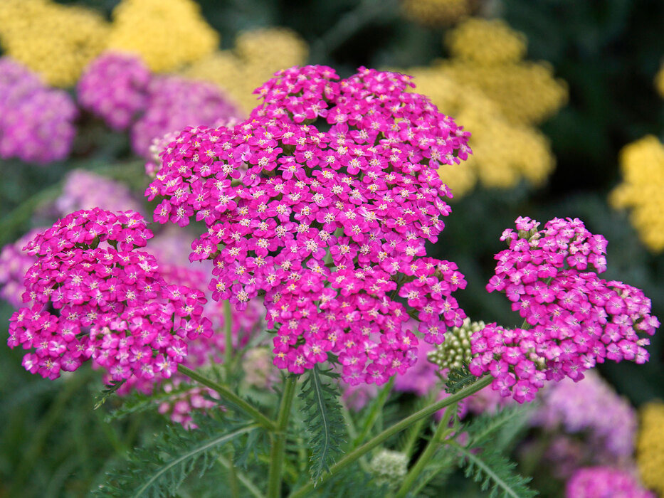 Achillea Layla | Bluestone Perennials