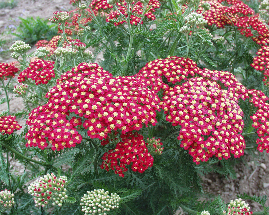 Achillea Paprika | Bluestone Perennials