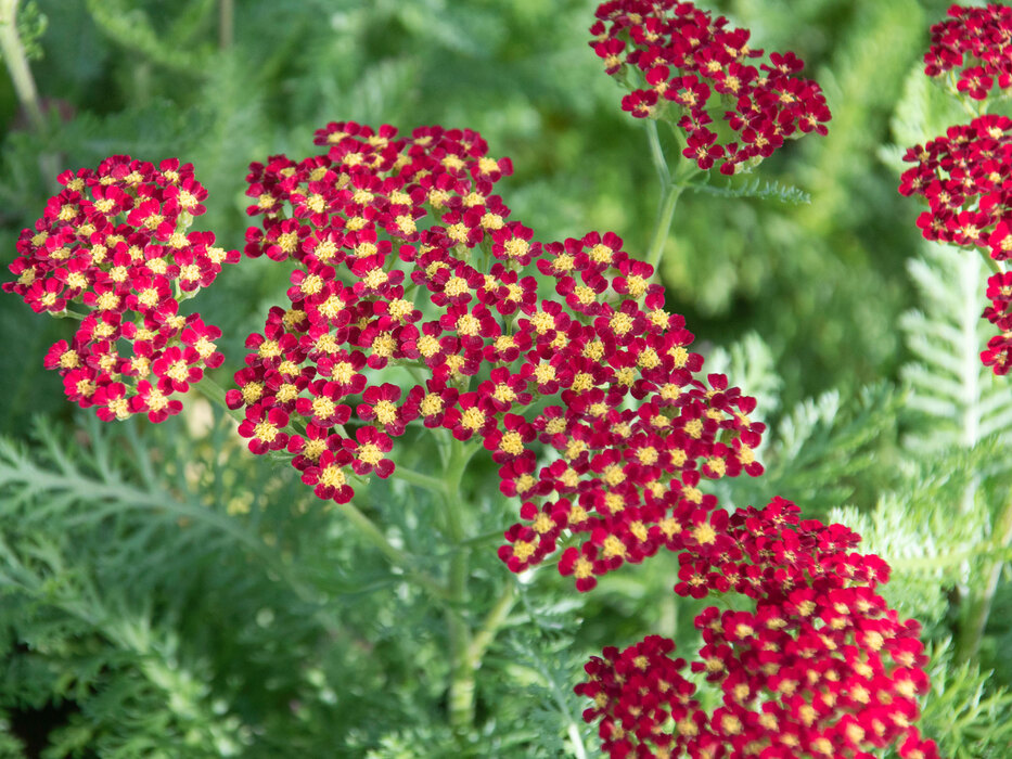 Achillea Milly Rock Red | Bluestone Perennials